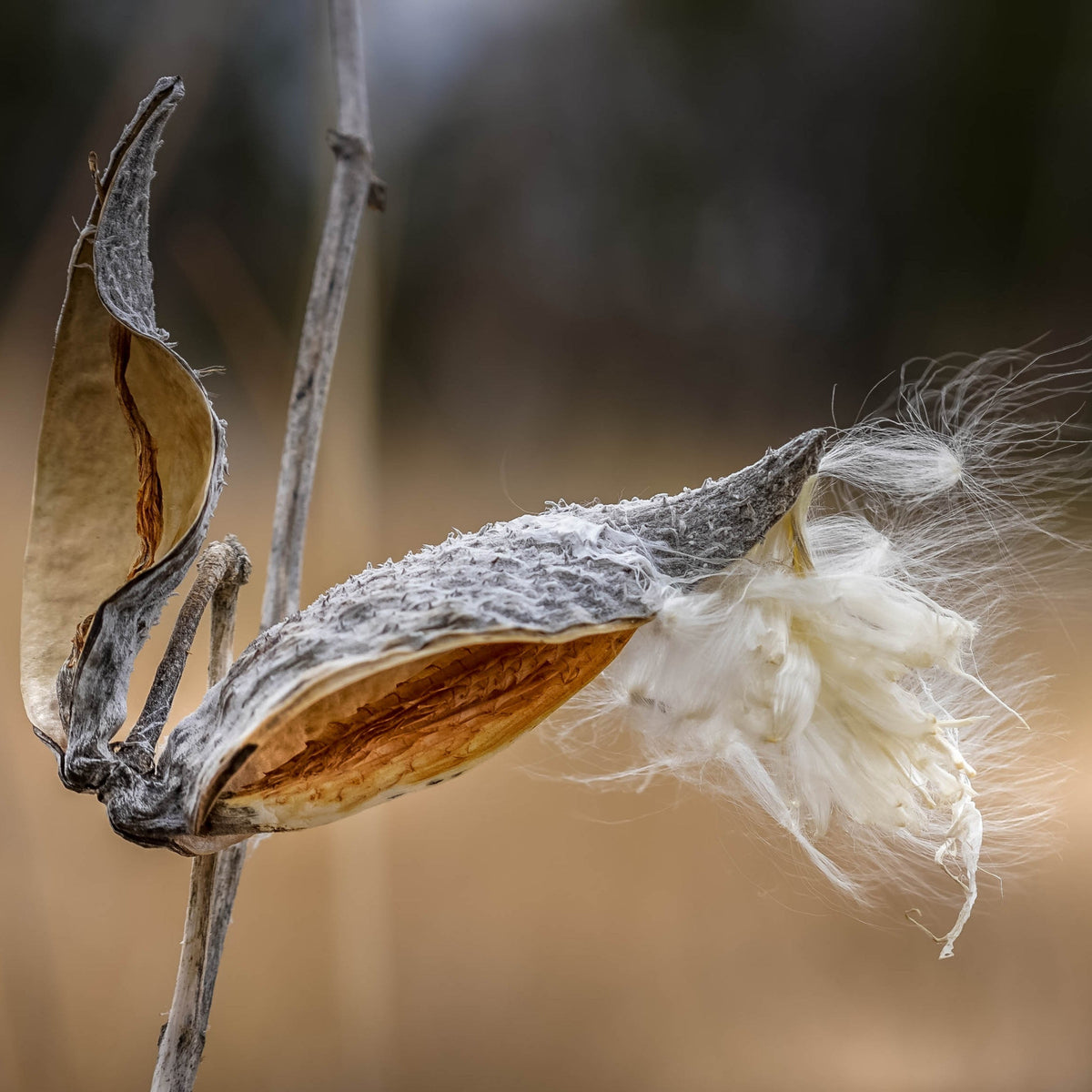 common milkweed seed studs – Thicket